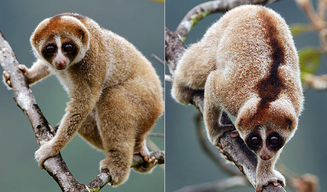 SetVivo: Nuevas especies de loris perezosos en Borneo