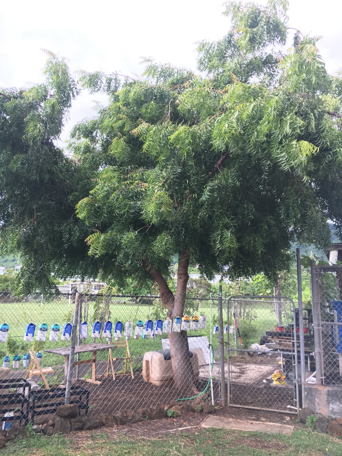 Azadirachta indica (Neem Tree)