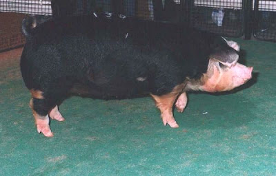PORCICULTURA.: RAZAS PORCINAS