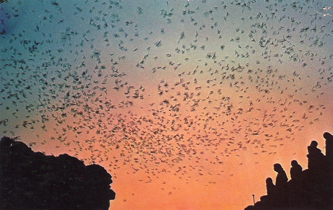 My Favorite Animal Postcards: Bats Flying Around Cave Intrance in New ...