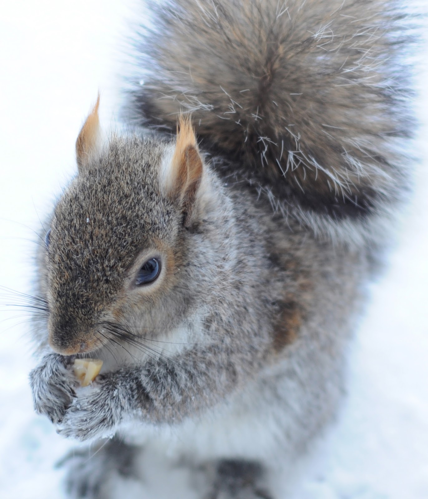 My Little Craft Things: Squirrel Art