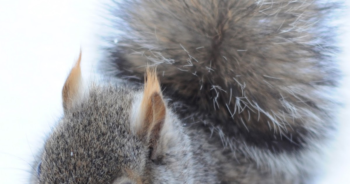 My Little Craft Things: Squirrel Art