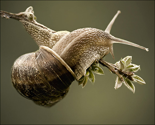 Amazing Fine Art Photography by Diane Varner art pics - Art Design Way