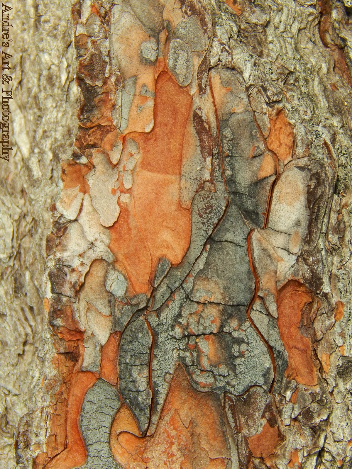Through The Camera's Eyes: Andre's Photography Blog: Bark Of The Oak Tree