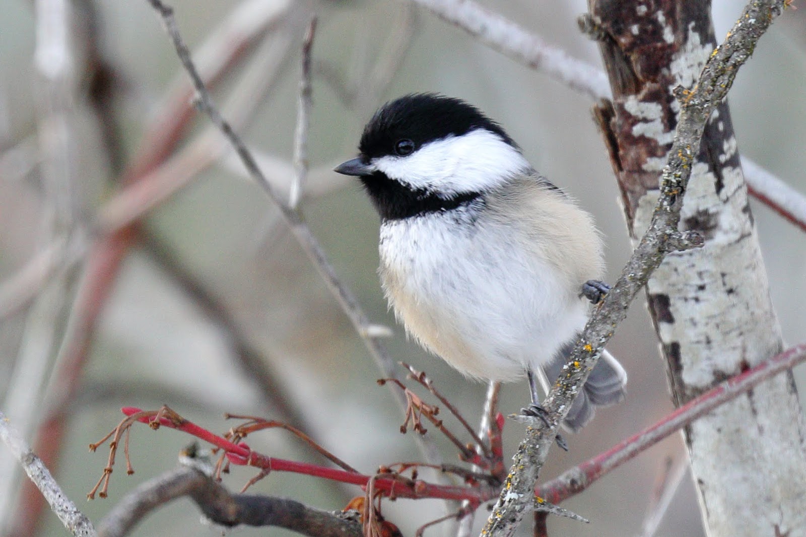 Northeast Washington Birders: February 2019