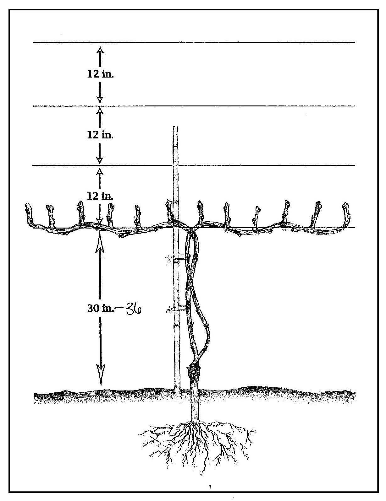Pruning and Other Pre-Season Tasks