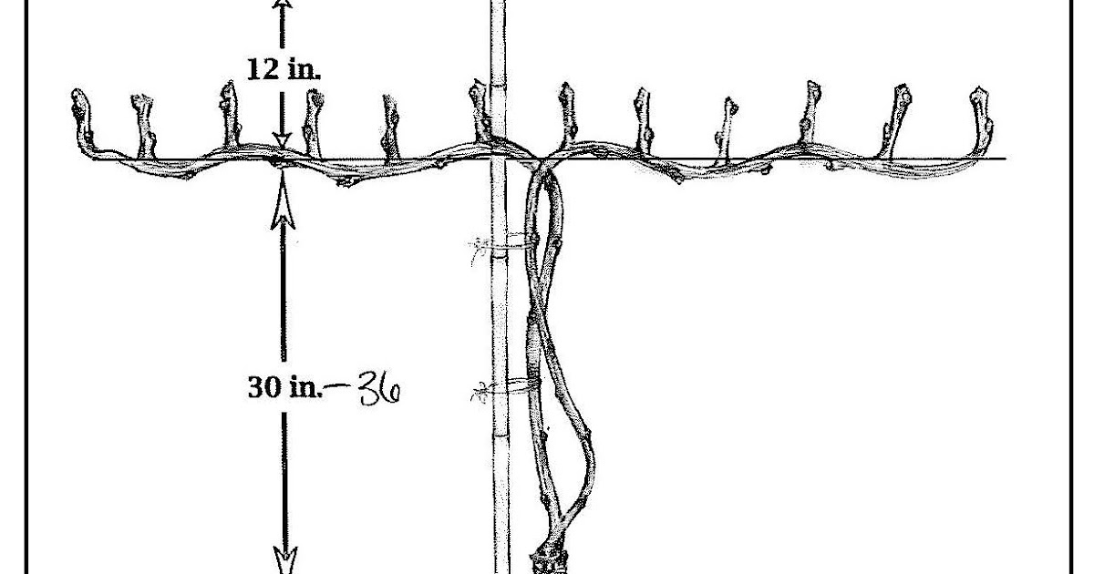 Pruning and Other Pre-Season Tasks