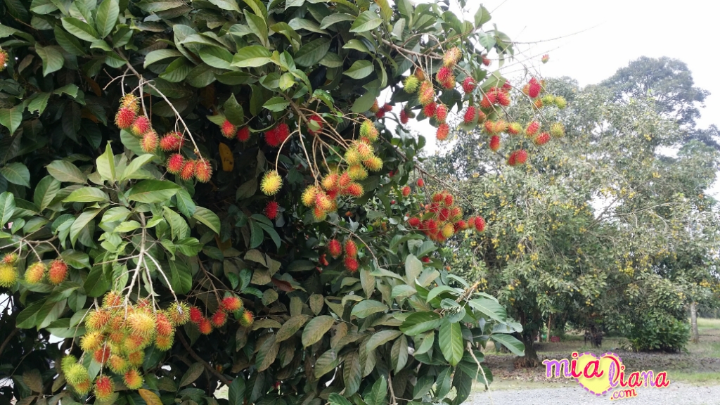 Pokok Rambutan & Pulasan Di Rumah Nenek