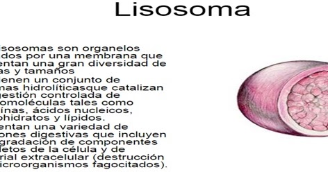 Funcion De La Lisosoma - chefli