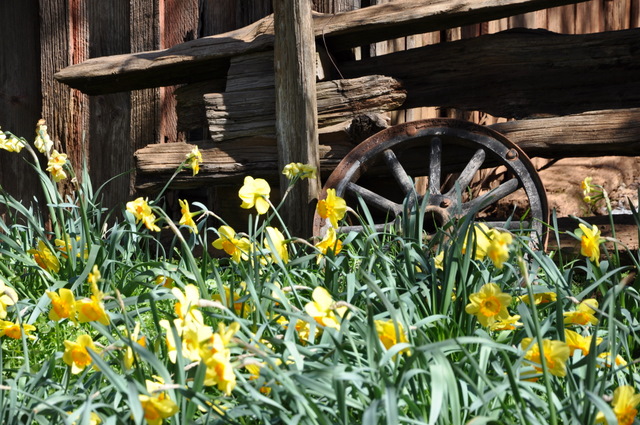 Daffodil Hill, Amador County April 10, 2011 – Public Art and ...