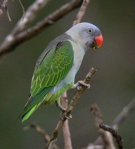 Semua Tentang Burung: Bayan