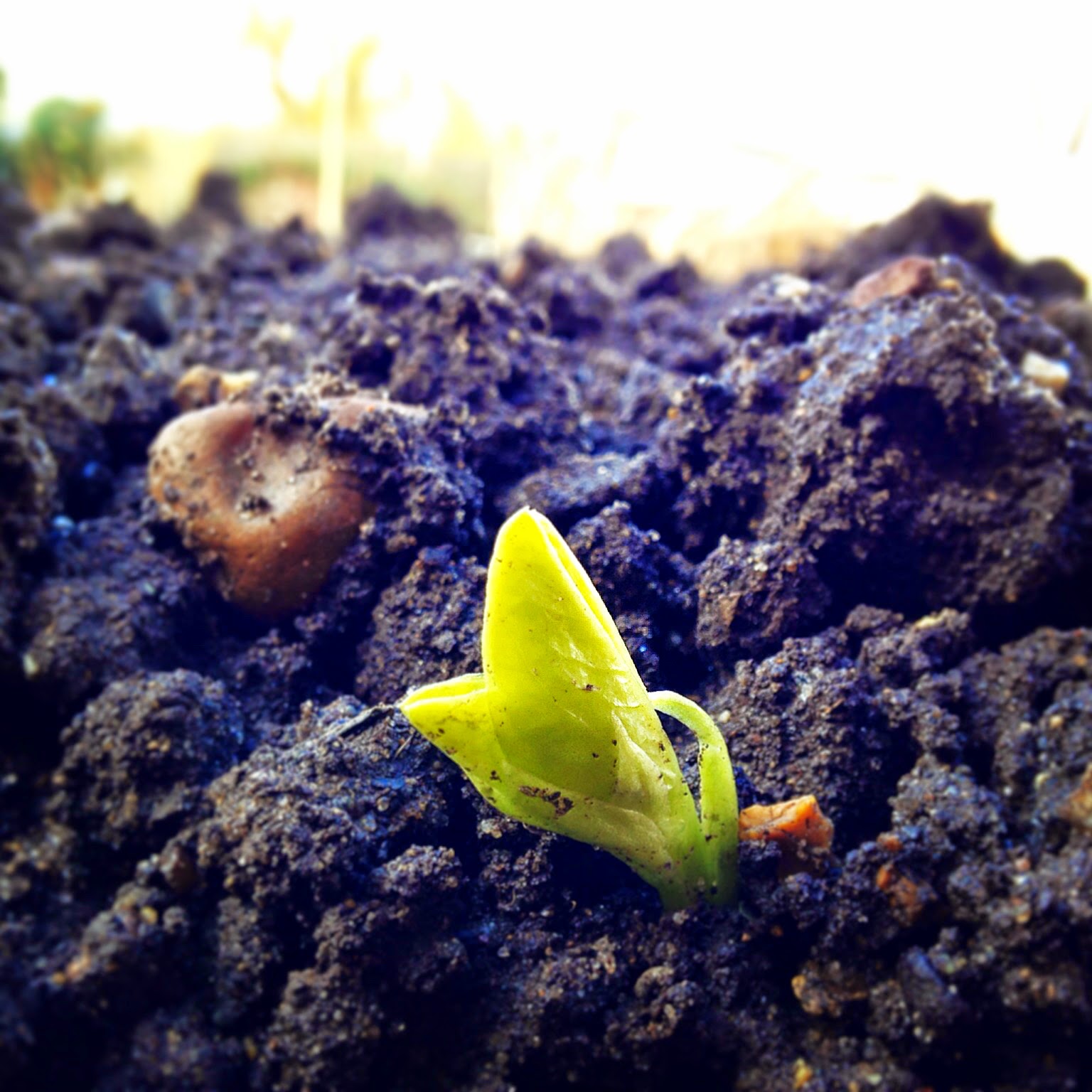 Allotment Heaven: Here come the broad beans