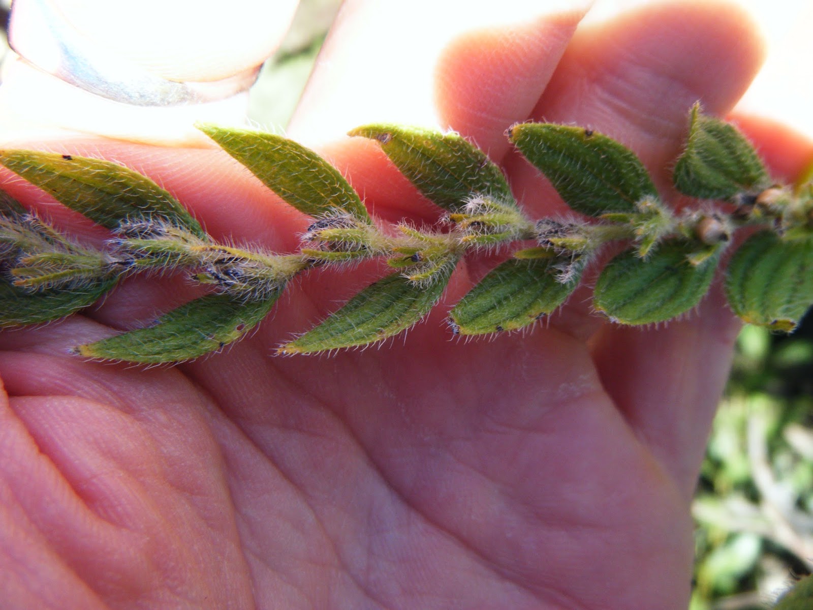 The Botanical Hiker: September 2015