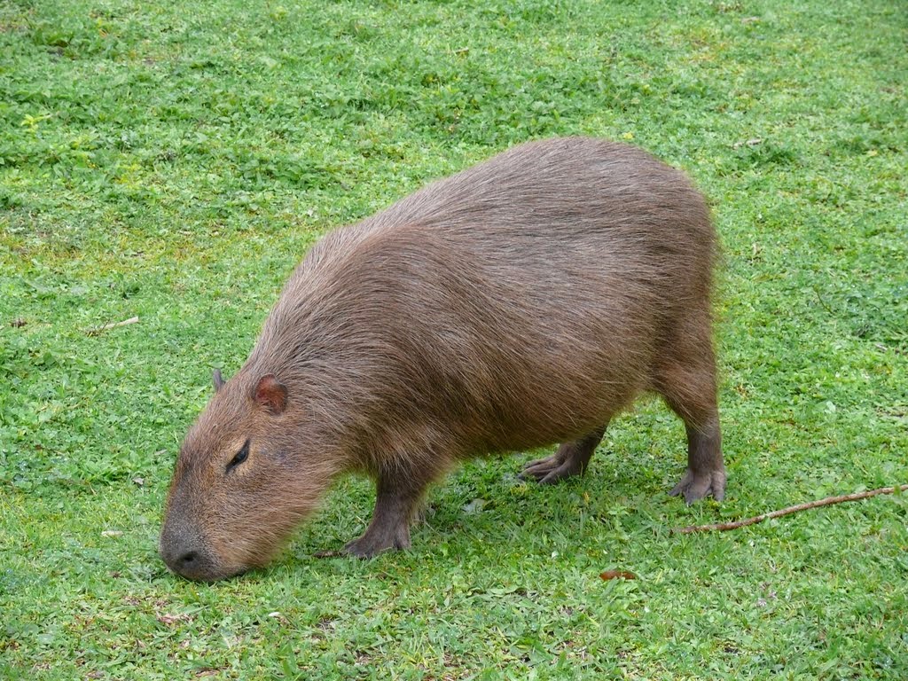 Carpincho wallpapers