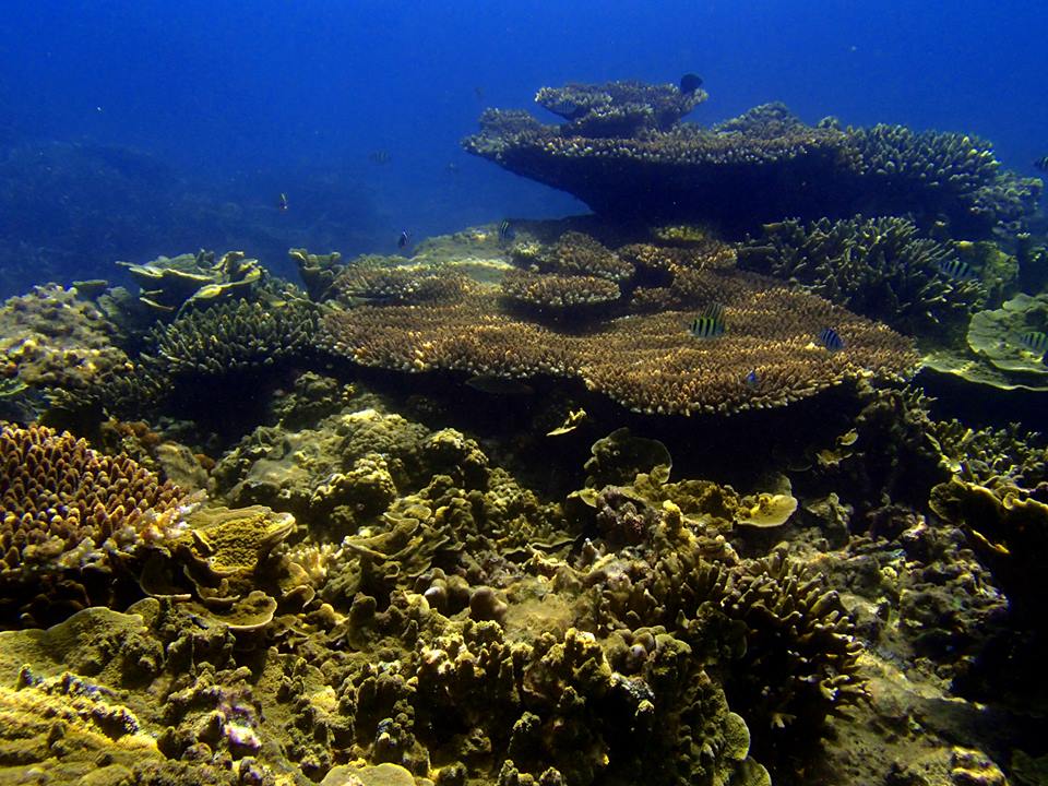 Sirip Kecil: Tunda Island