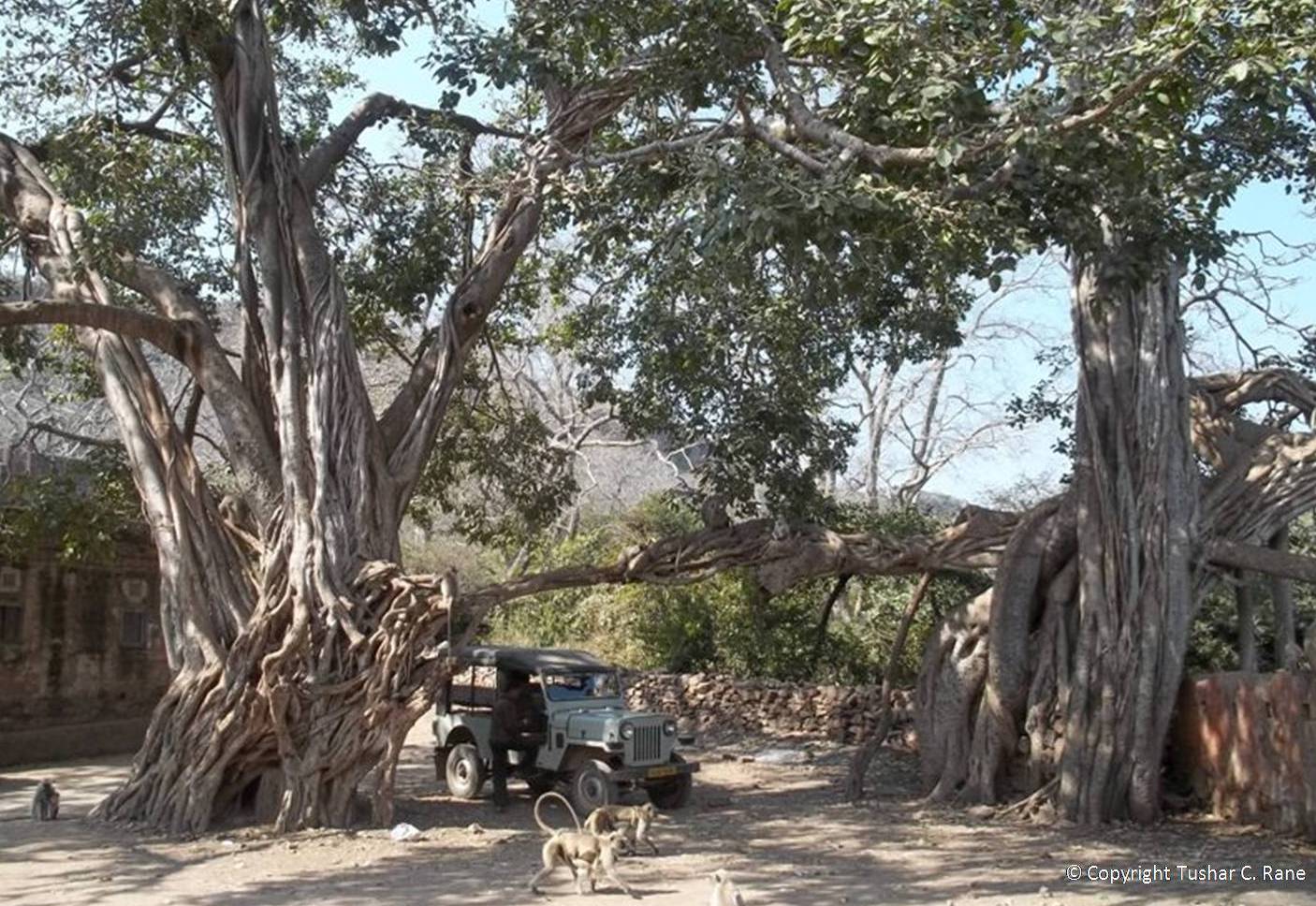 My Travel Stories.....Tushar Rane: Ranthambore Tiger Safari and Fort Visit