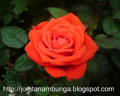 Jom Tanam Bunga: Bunga Ros Si Bunga Popular