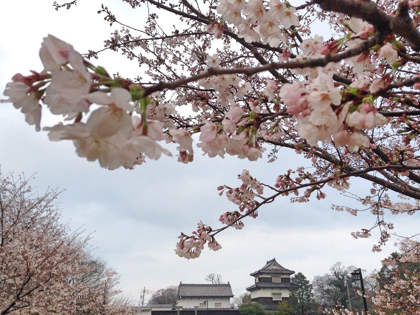 Walk of life: Kyushu Spring 2014 九州春季之旅 - Maizuru Park 舞鶴公園
