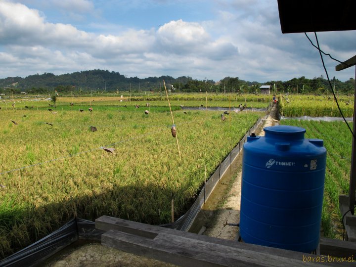 Baras Brunei: SRI - System of Rice Intensification