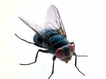 AVISA PEST CONTROL: Hama Utama Serangga