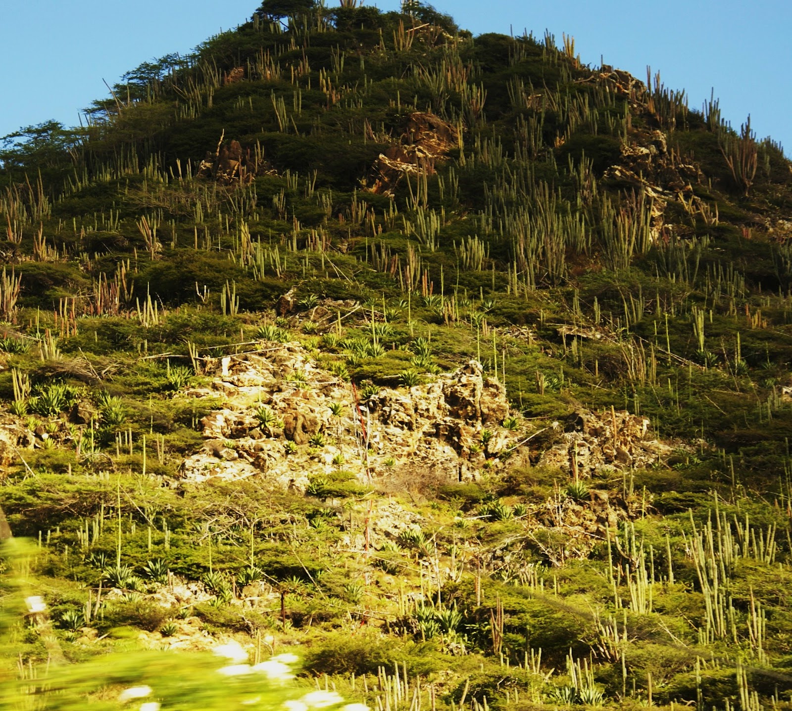 Jamanota - JungleKey.be Afbeelding