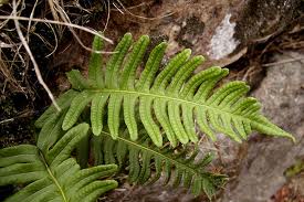 Herbs-Treat and Taste: COMMON POLYPODY, FERN WITH TRADITIONAL MEDICINAL ...
