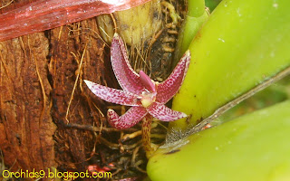 Orchids Flowers Pictures Bulbophyllum Vanda Cattleya Cymbidium ...