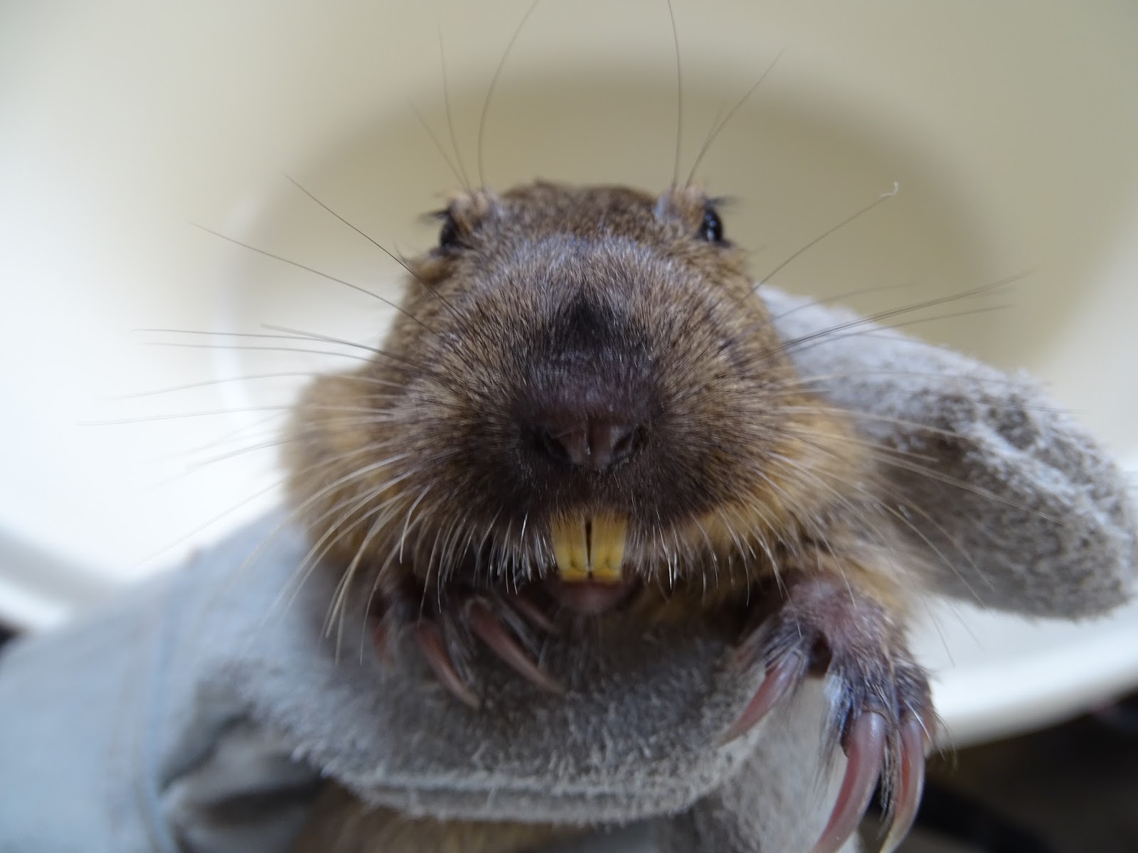 Naturalista Irreverente de Tehuacán: TUZA