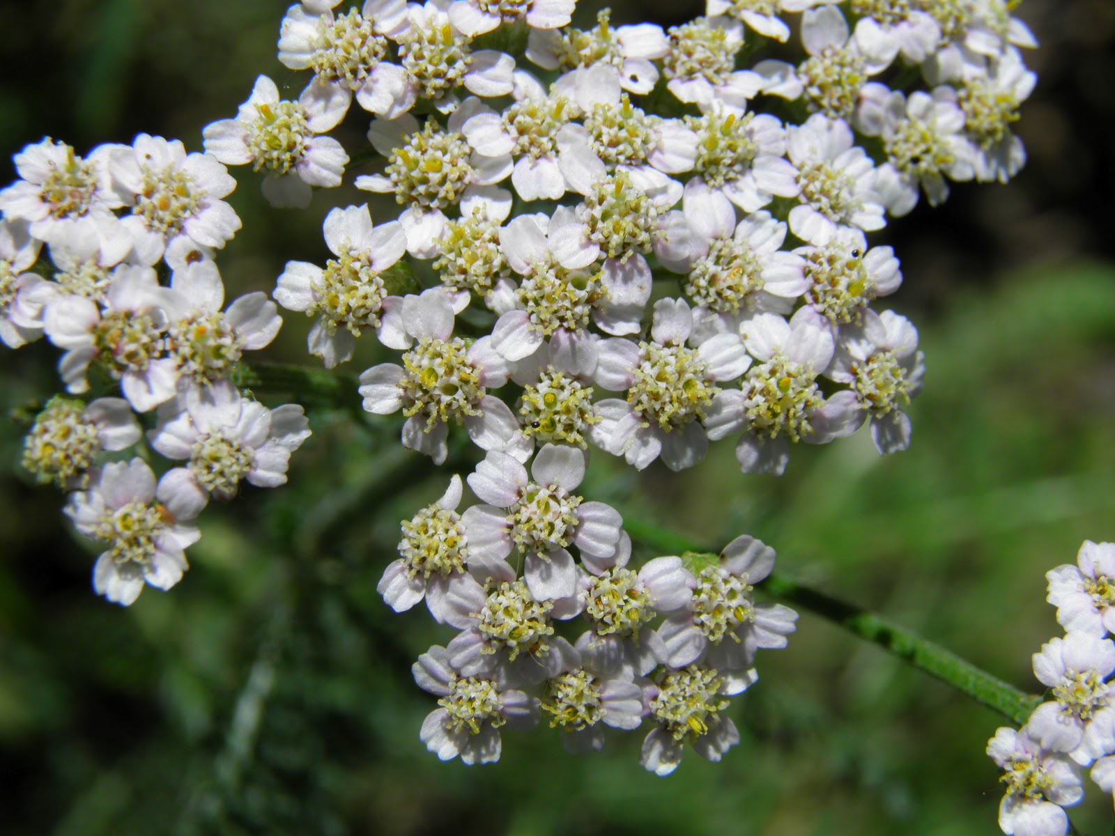 Luna Herb Co. » Smallpox