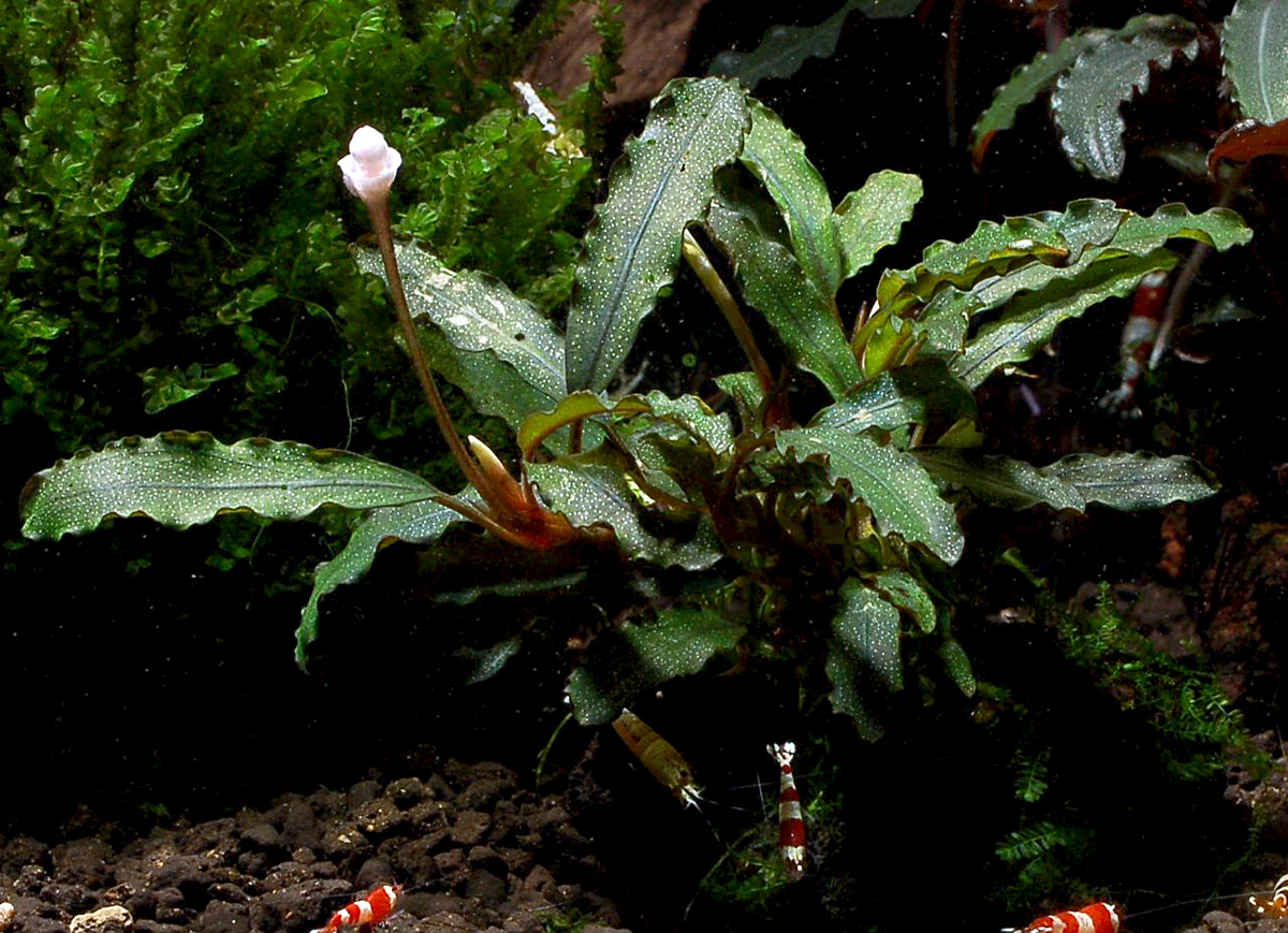 Bucephalandra: Bucephalandra sp. From catherinae biotope eastern slope ...