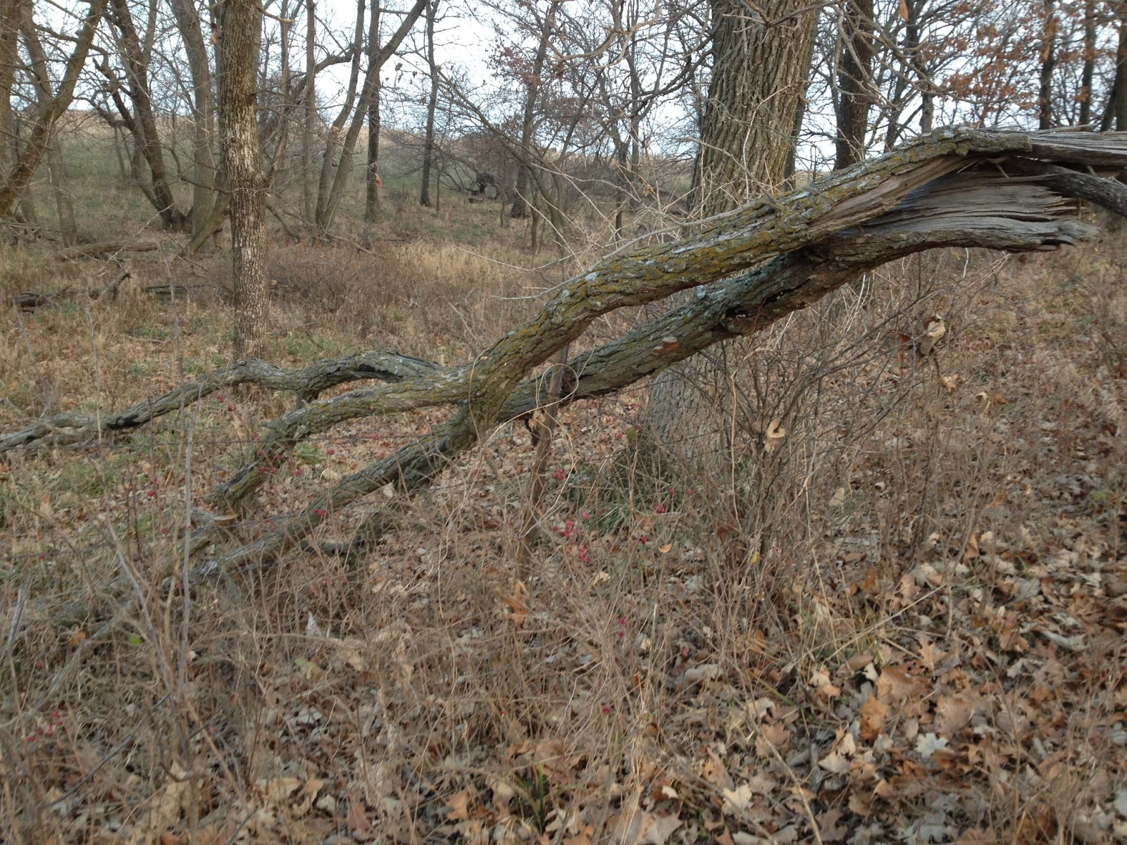 Left Bank of the Charles: If a Tree Falls ... Make a Honey Crick Splice