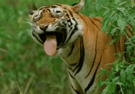 eCHOK CYBER ANIMASI: 2018