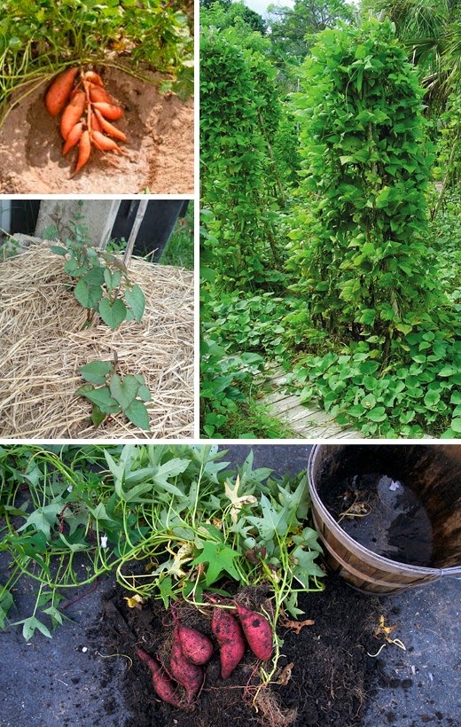 Jak si vypěstovat batáty na zahradě | Vysněná zahrada