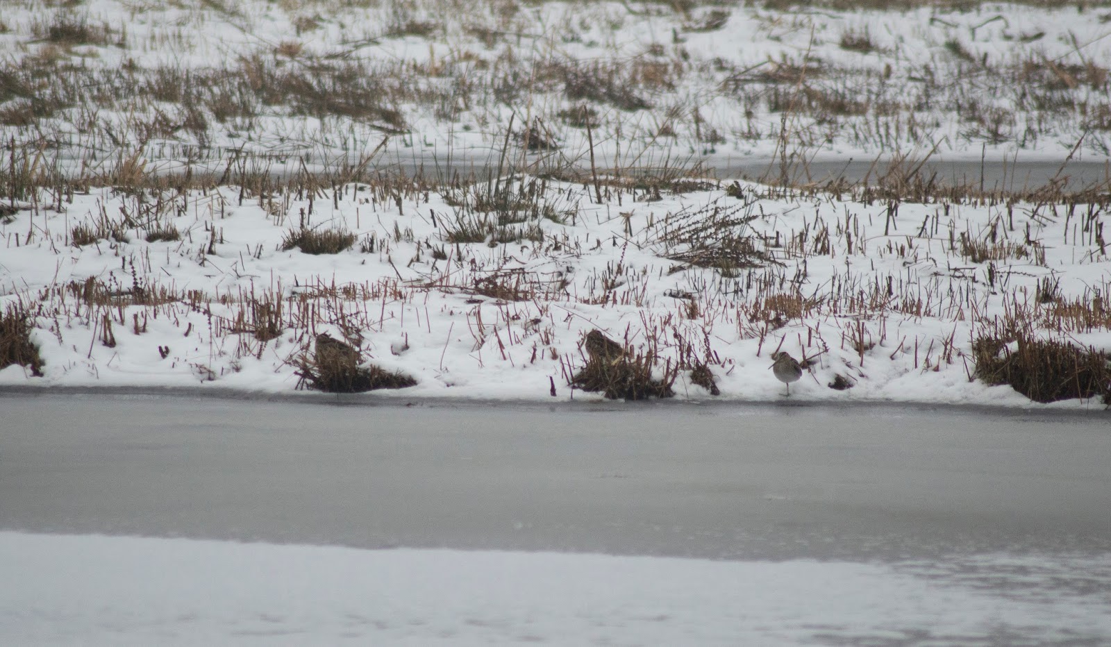 Pam's Place: Rodley Nature Reserve