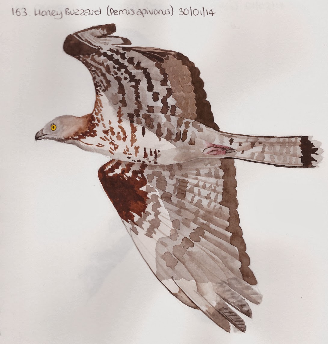 Learn.Draw.BIRD.: 163. European Honey Buzzard (Pernis apivorus)