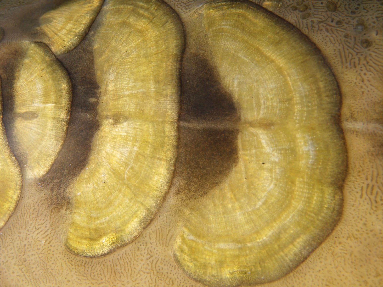 Got Backing? (Formerly Known as Mr. P.'s Blog): Carp Parts--Scales