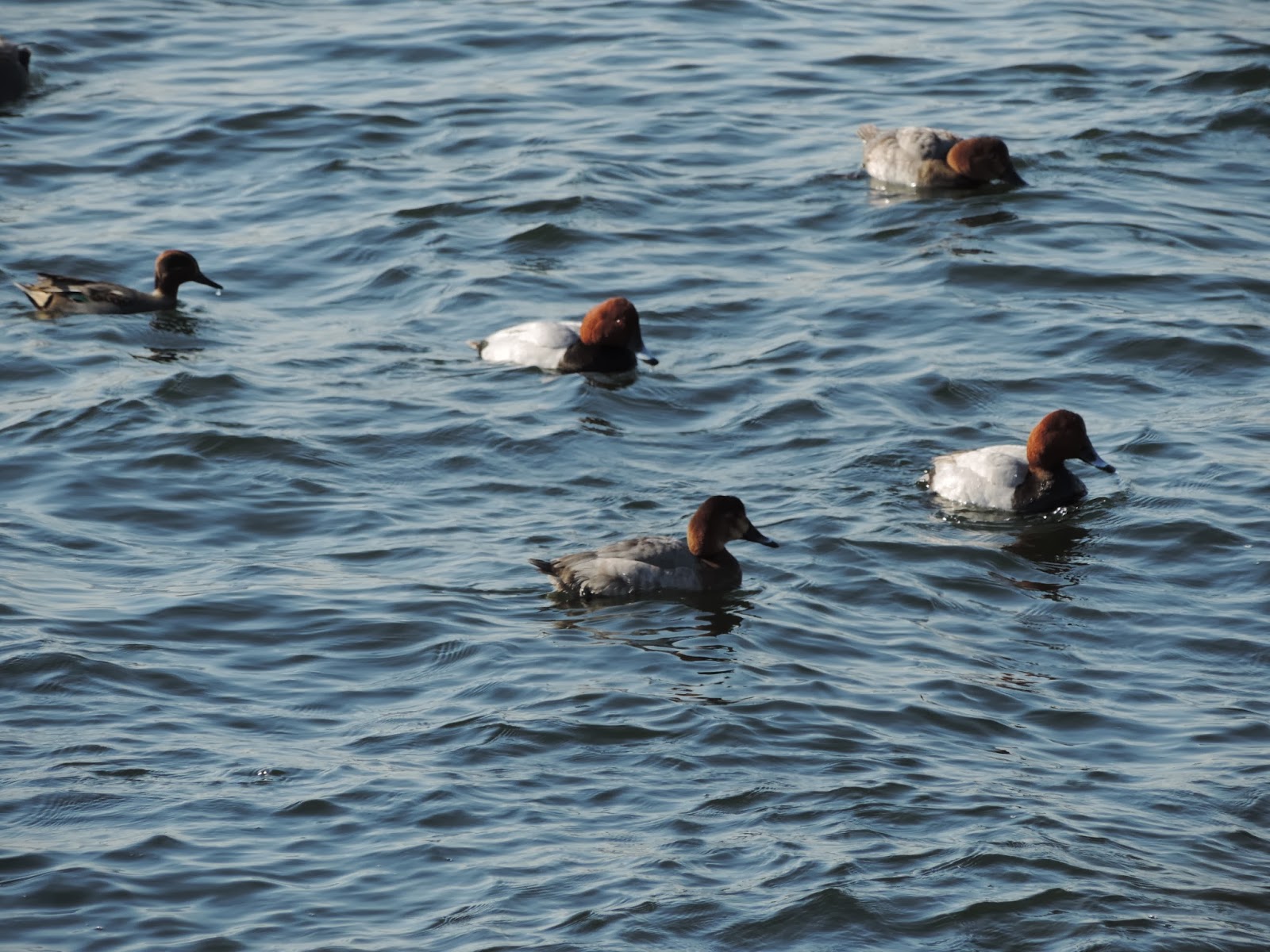 Birding in Japan: Waterfowl in Akanehama