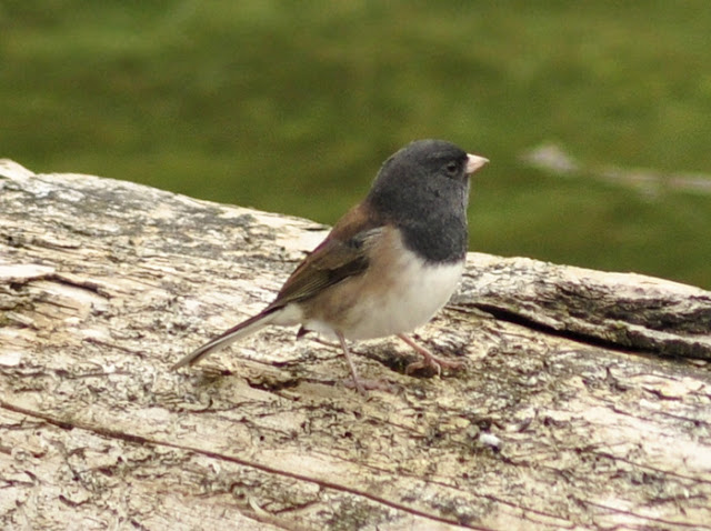 Birds Gone Wild: Cruisin II - Icy Strait and Ketchikan (#178-181)