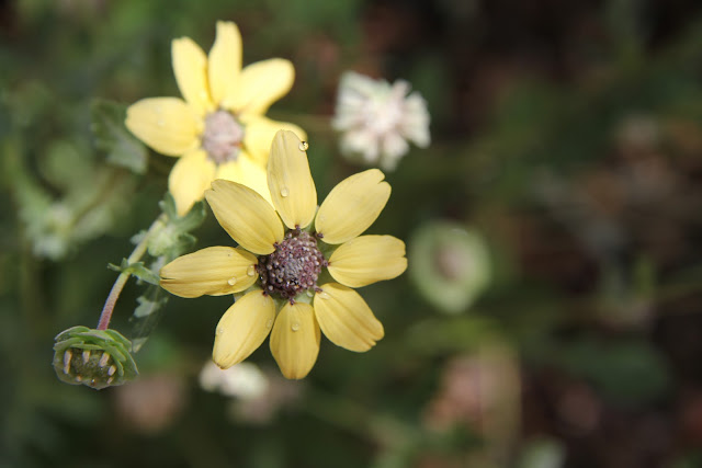Salvation Sisters: Tohono Chul Park, The Night Blooming Queen and ...