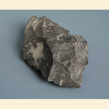 Dirk Drubbel: De weg naar Homo sapiens ( deel 8 : De Homo ...