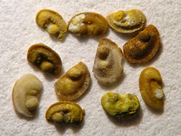 Variety of Life: Hollinidae