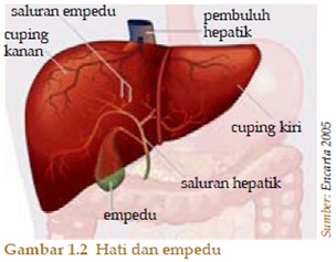 SISTEM EKSRESI PADA MANUSIA - Hauma Genst