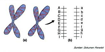 Gen - Substansi Genetik | de Biology