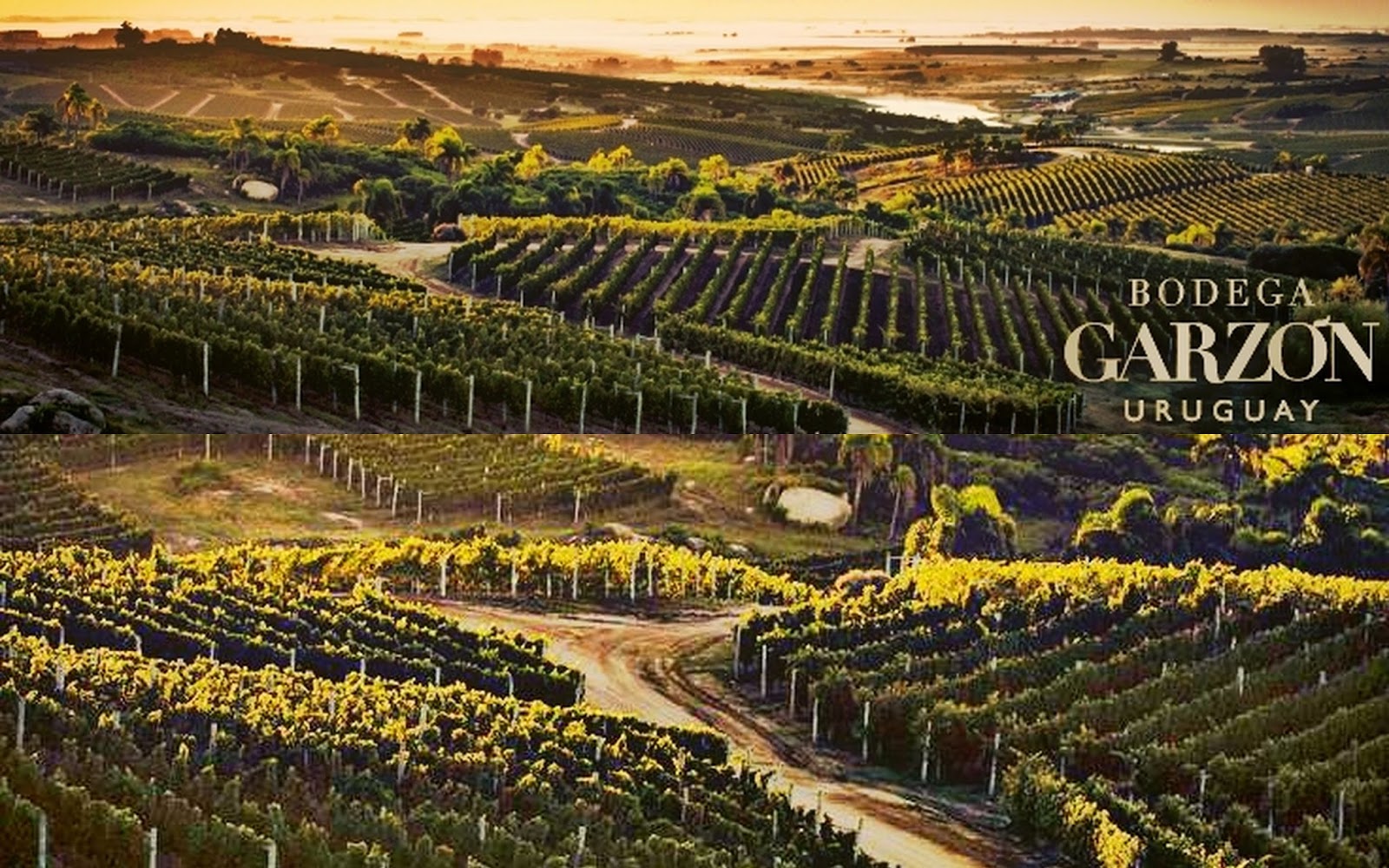 Gastro Wine Tour: Bodega Garzón - Estate, Reserva e Single Vineyard