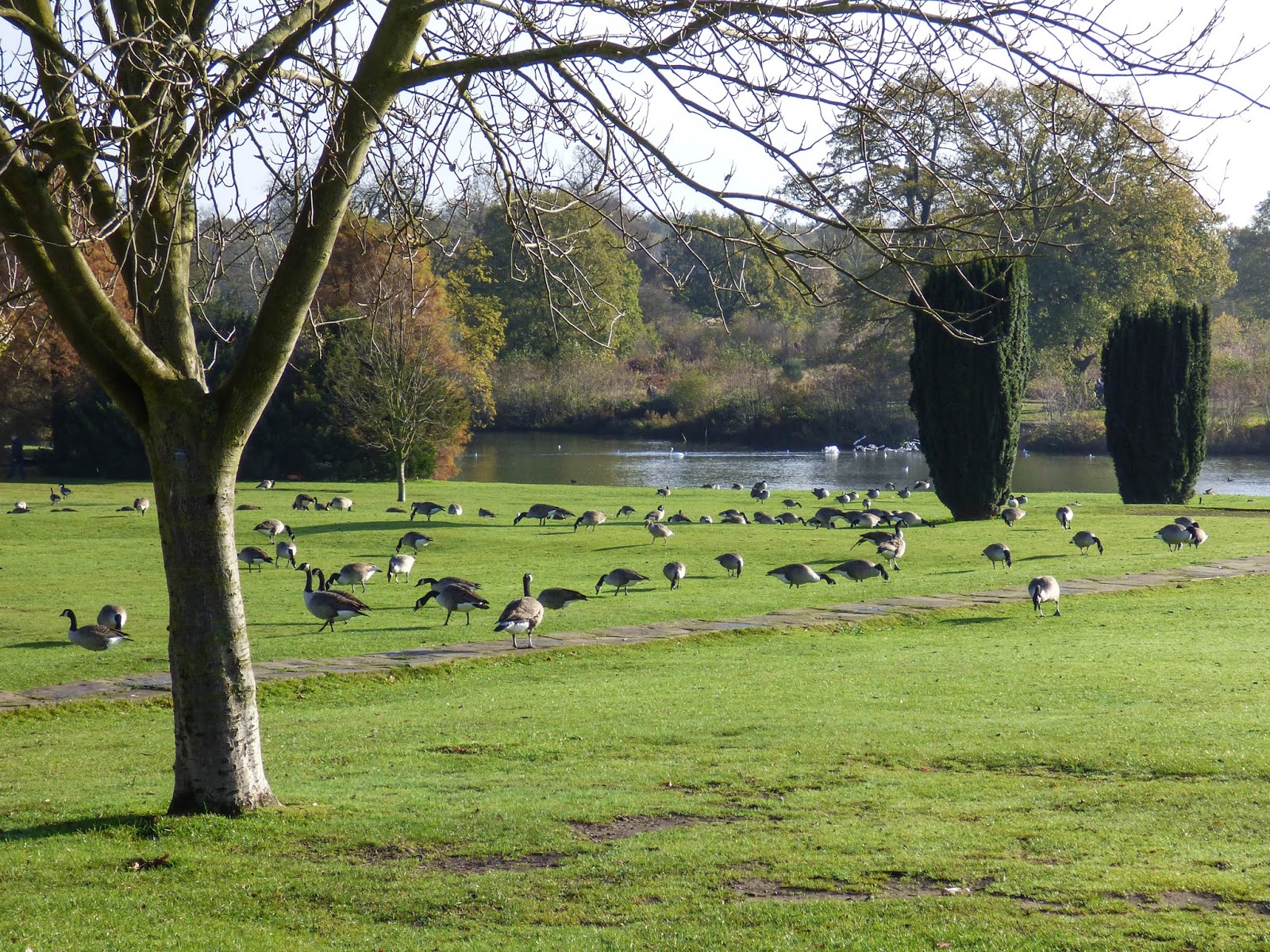 Our Plot at Green Lane Allotments: Autumn comes to Clumber Park