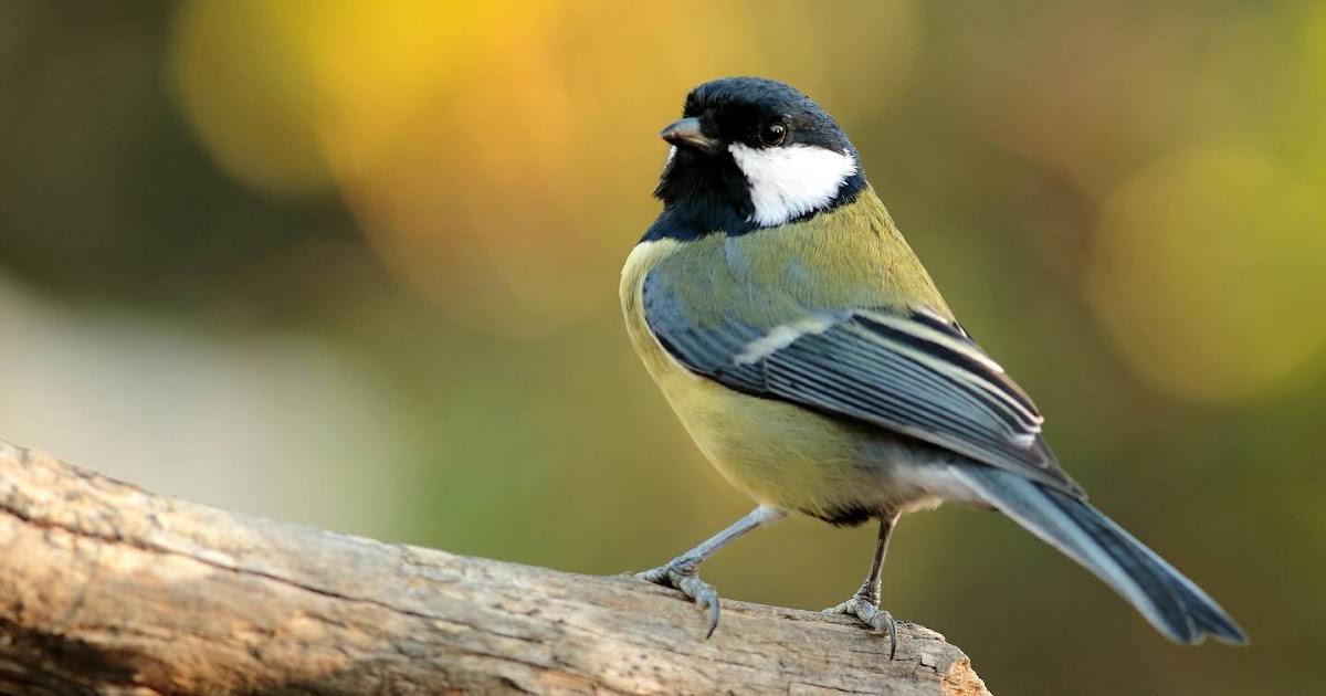 João Carlos Pereira Fotografia - Aves: Chapim-real (Parus major)