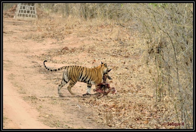 Nature Beckons: Audacity of a Tiger: My spectacular 4 days at Bandhavgar