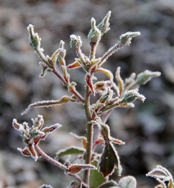 Unelmia ruusuista: Terminen talvi on alkanut - pohdintaa ...