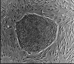 STEM CELL BACKGROUND |Genetic Engineering Info