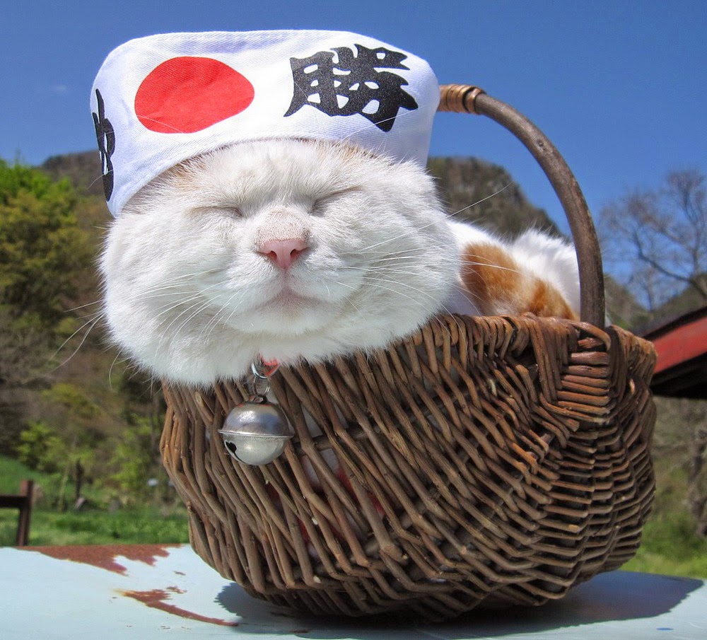 Photo - Shironeko - most silly cat earth | Gallery Wallpaper HD